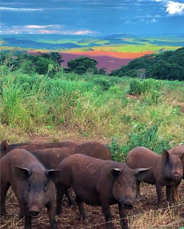 Carne Moída Suína 1kg - GONDWANA - Organic4
